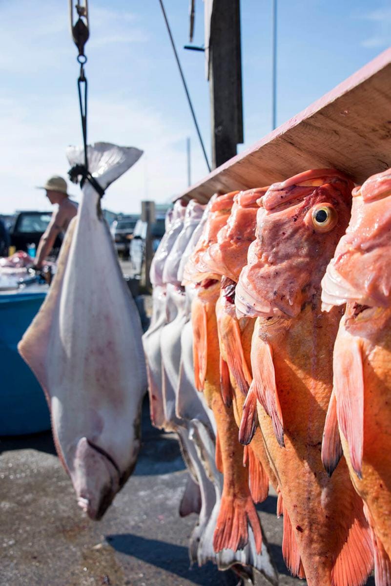 How to Fish for Rockfish: A Complete Guide to Catching These Popular ...