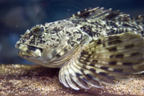 How to Fish for Rockfish: A Complete Guide to Catching These Popular ...